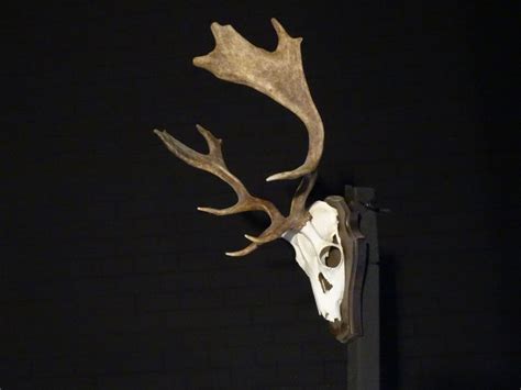 Fallow Buck Trophy On Shield Palmated Antlers Dama Dama Catawiki