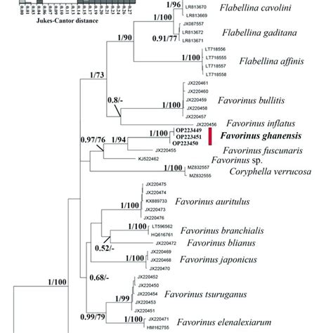 Maximum Likelihood Topology Based On The Coi Dataset With Results From