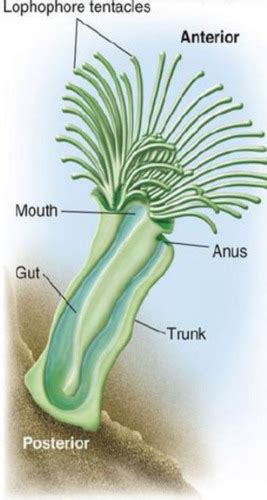 Bsc 2011l Lophotrochozoa Flashcards Quizlet