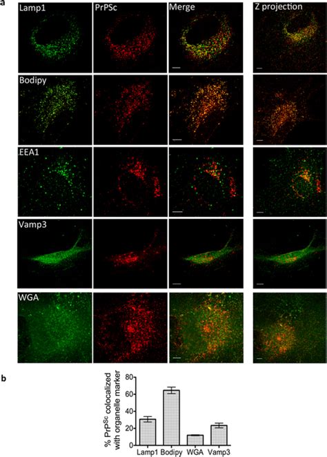 Colocalization In Pure Astrocyte Cultures A Representative Images Download Scientific