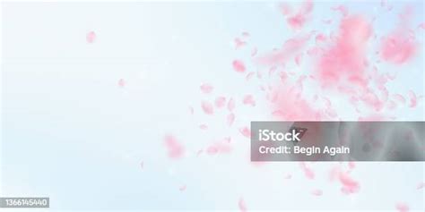 사쿠라 꽃잎이 무너져 내리고 있습니다 로맨틱 핑크 꽃 폭발 푸른 하늘 넓은 배경에 비행 꽃잎 사랑 로맨스 개념 잘 생긴 결혼식 초대장 배경 주제에 대한 스톡 벡터 아트 및