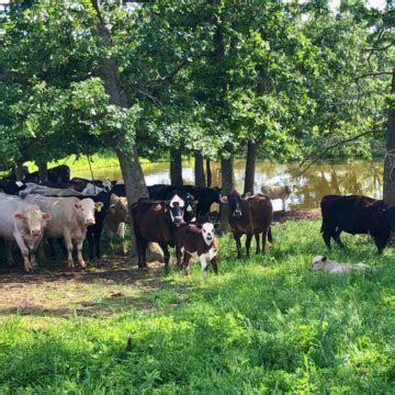 What Is Cud And Why Do Cows Chew It Video Clover Meadows Beef