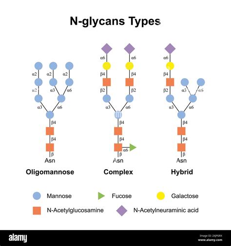 Glycan Structure Hi Res Stock Photography And Images Alamy