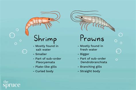 There Are A Few Differences Between Shrimp And Prawns Prawn Shrimp Marine Biology Shrimp