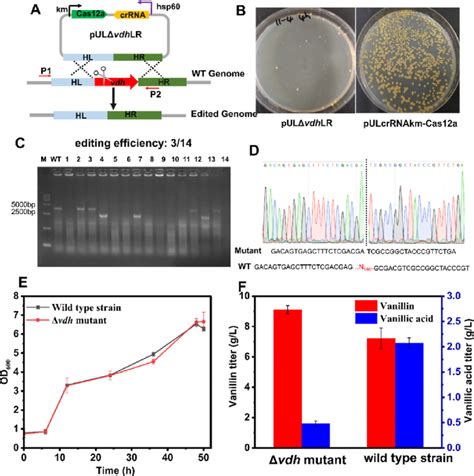 Markerless Deletion Of The Vdh Gene With Crispr Cas12a Assisted Dna Download Scientific Diagram
