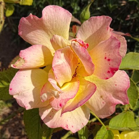 Sony Cyber Shot Dsc Wx150 Hands On Sample Photos Ephotozine