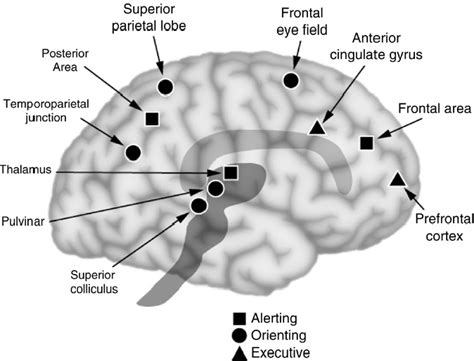 Figure 1 From Analyzing And Shaping Human Attentional Networks
