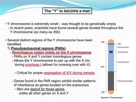 Genetics Lecture 2 Pw 2012 Ppt