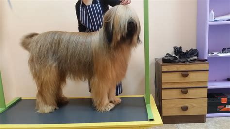 Груминг на кучета Бриар The Groom Room