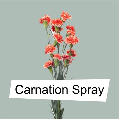 Flower Varieties All Occasions Wholesale