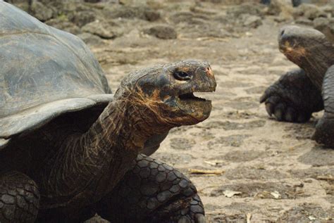 Galapagos Tortoises Chelonoidis Nigra Sp At The Charles Flickr