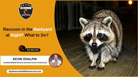 Do Raccoons Hibernate In Winter Their Cold Season Lifestyle