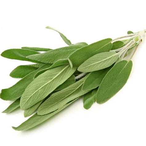 Download Sage Green Leaves Wallpaper
