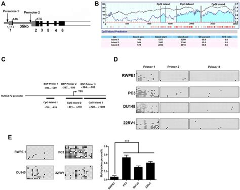 Dna Hypermethylation Of The P2 Promoter Region Of Runt Related Download Scientific Diagram