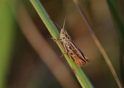 98000 Tan Grasshopper Pictures