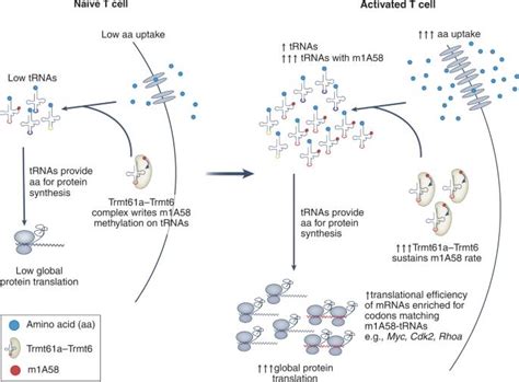 Trna Methylation — A New Level Of Control For T Cell Immunity Gw7udnvr Felix E