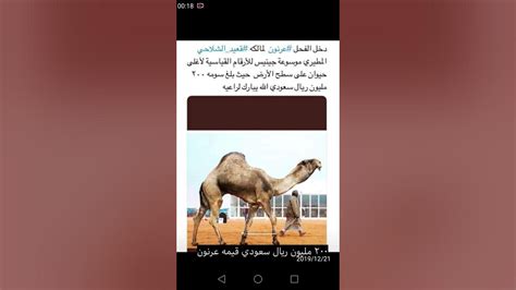 الكويت200 مليون ريال ثمن جمل عرنون معقوللللل ارجو الاشتراك بقناتي وشكرا