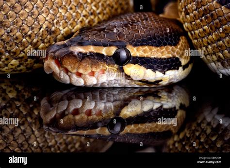 Royal Python Python Regius Partial View Stock Photo Alamy