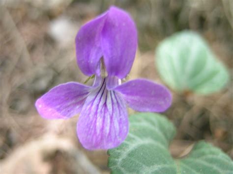 알록제비꽃 Viola Variegata Picturethis