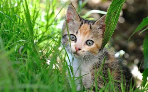 12 things about can cats eat catnip will benefit your cats