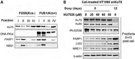 Effect Of Dna Pkcs Deficiency Or Inhibition Of Dna Pk On The Download Scientific Diagram