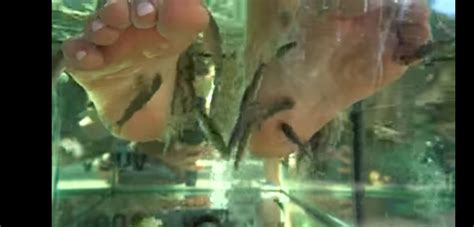 Kim Javas Feet Kim Javas Feet