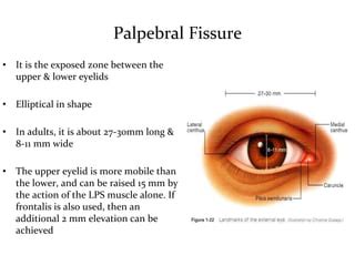 Palpebral Fissure Diagram