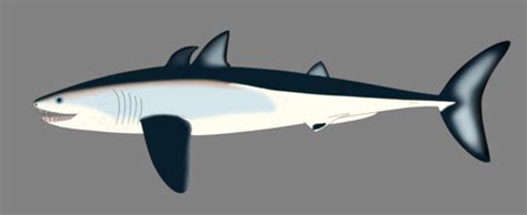 Cladoselachidae Wikipedia