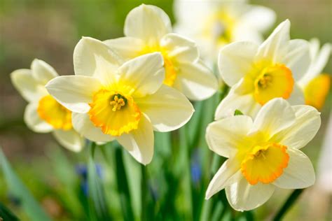What Are The Best Spring Flowering Bulbs To Plant In Your Region Gfl Outdoors