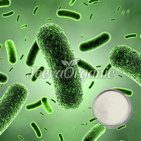 Lactobacillus Paracasei Powder 400 Billion Cfug Bulk Wholesale