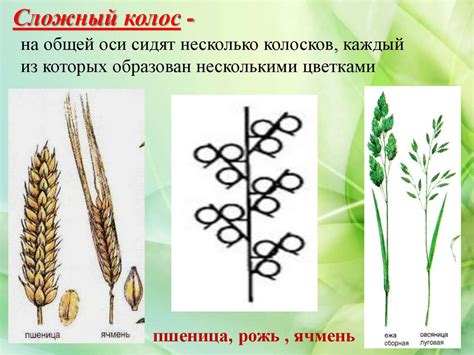 Соцветия Простые и сложные соцветия презентация онлайн