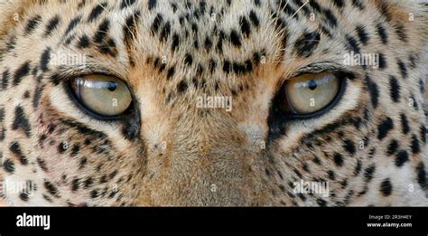 Animal Predator Leopard Eyes