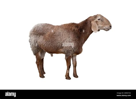 Sheep Breed Isolated On White Background Hissar Thick Tail Breed Stock Photo Alamy