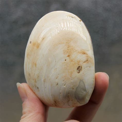 Fossil Clam Bey S Rock Shop