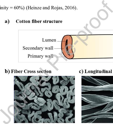 Cotton Fiber Chemical Structure At Michael Oglesby Blog