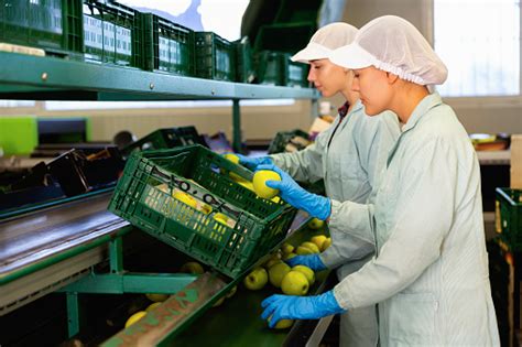 창고에서 과일 선별 라인에서 일하는 여성들 사과의 품질을 확인하는 데 초점을 맞춘 여성 20 24세에 대한 스톡 사진 및 기타 이미지 20 24세 2명 감정 Istock