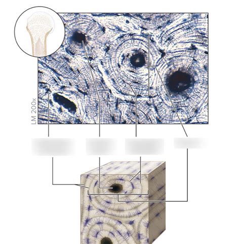 bone connective tissue diagram quizlet
