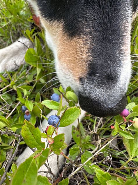Wallpaper Wednesday Barrens Blueberries And Bugs