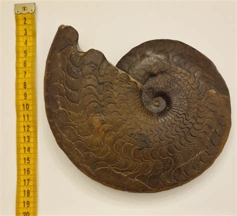 Fossilised Shell 17 Cm 15 Cm Auction Online Catawiki