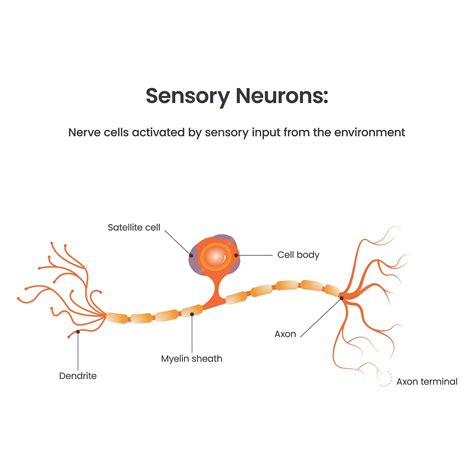 Premium Vector Sensory Neuron Diagram Biology Educational Vector