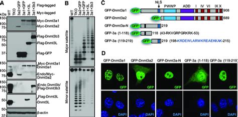 Dnmt3a1 Harbors An N Terminal Nls And Is Active In Dnmt3a 3b 3l Tko