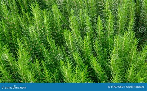 Rosemary Fragrant Herb Is Edible Woody Perennial Plant With Greenery