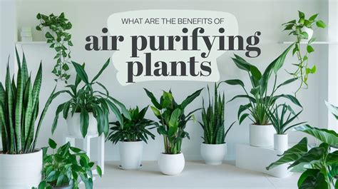 What Are The Benefits Of Air Purifying Plants Health And Wellness Boost