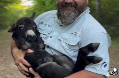 آیا کره خر فحش محسوب میشه؟ 😍 فیلو