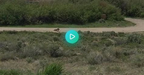 Badger And His Prey Album On Imgur