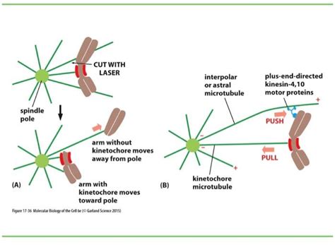 Solved Fhgure 17 25 Molecular Bislogy Of The Cell Ge O