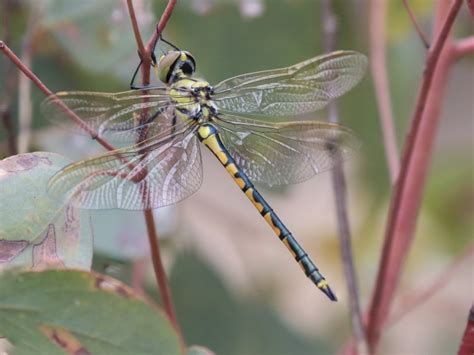Other Native Insects Of The Pinnacle Nature Reserve