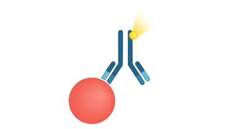 Radioimmunoassay Animation