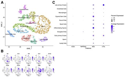 Coronavirus Disease 19 And Fertility Viral Host Entry Protein Expression In Male And Female
