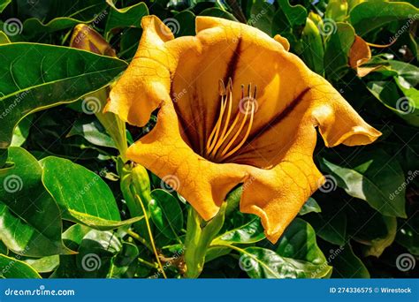 Closeup Shot Of Solandra Maxima Cup Of Gold Vine Surrounded By Lush